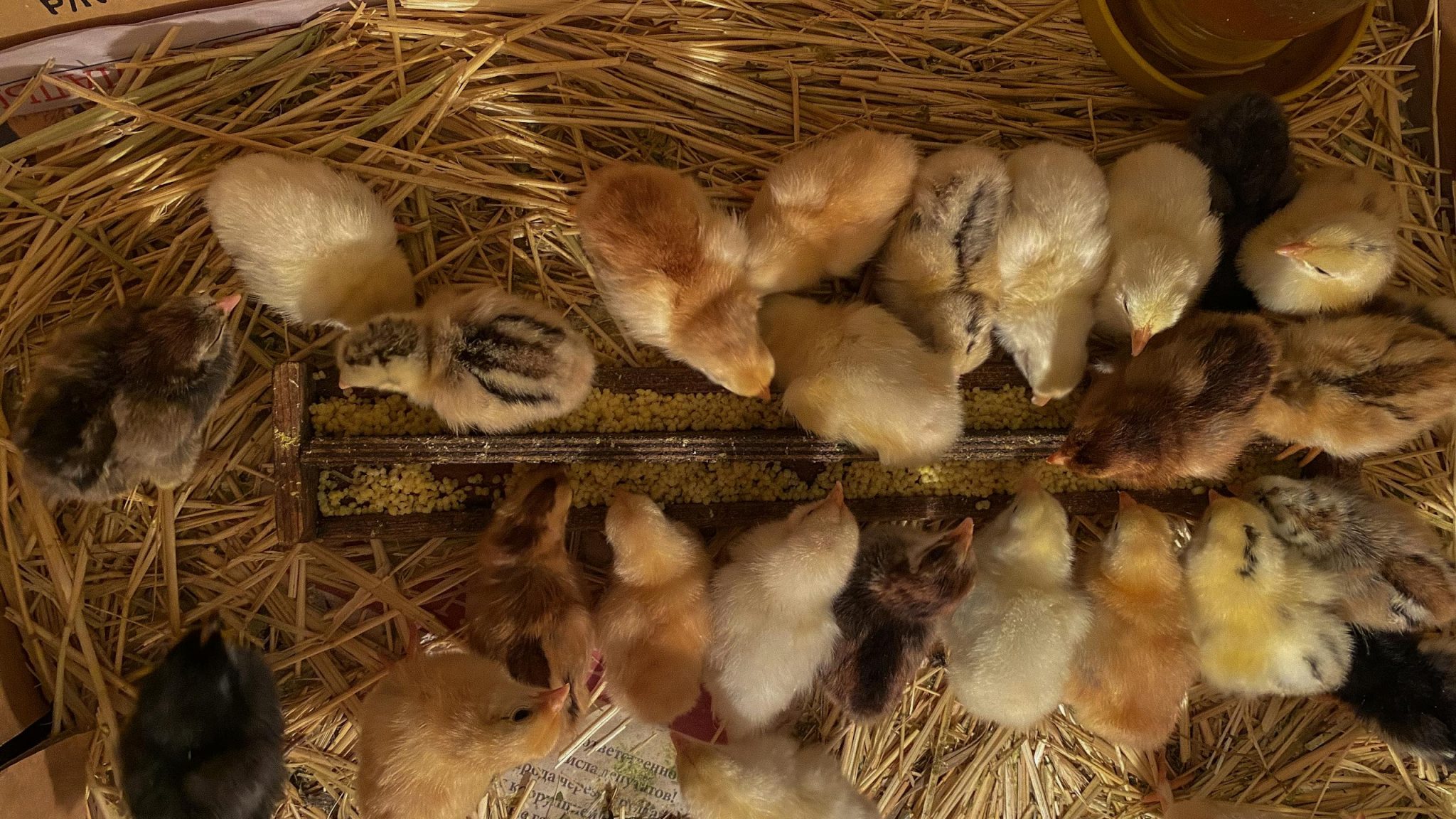 BROODERS AND BROODING CHICKS; WHAT YOU NEED TO KNOW. - The Agricblog